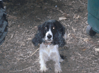 Poppy – Lost Cocker Spaniel – Dog Adoption France – PoorPaws