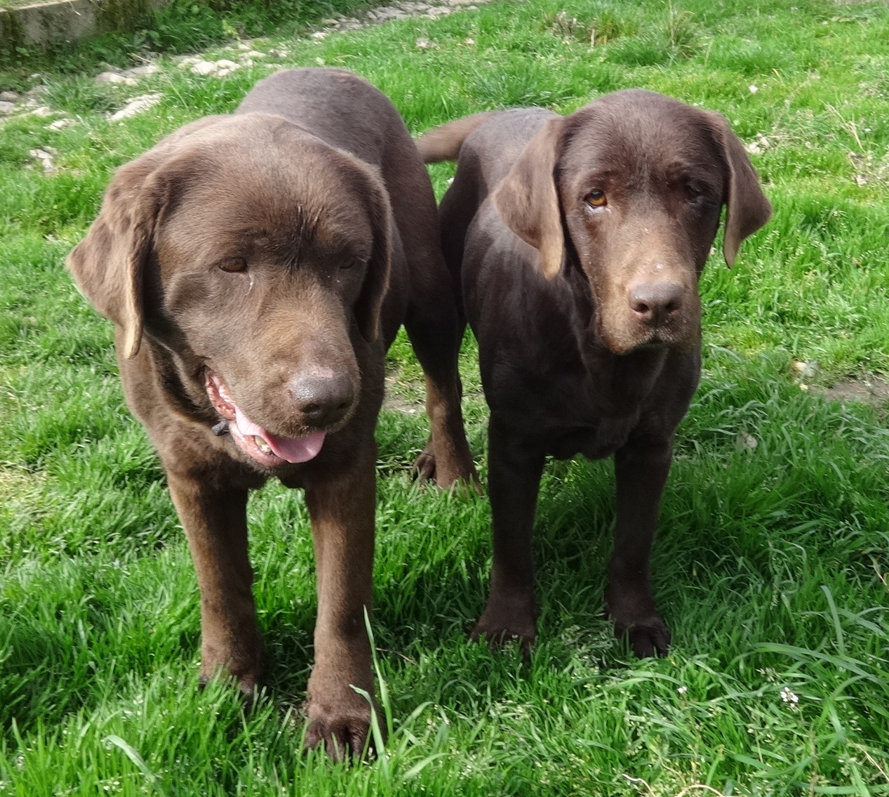 Chocolate Labradors – Dog Adoption France – PoorPaws