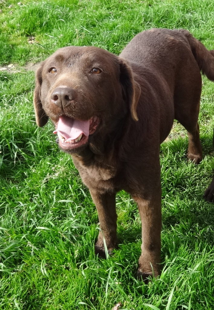 Funny Brown Lab – Dog Adoption France – PoorPaws