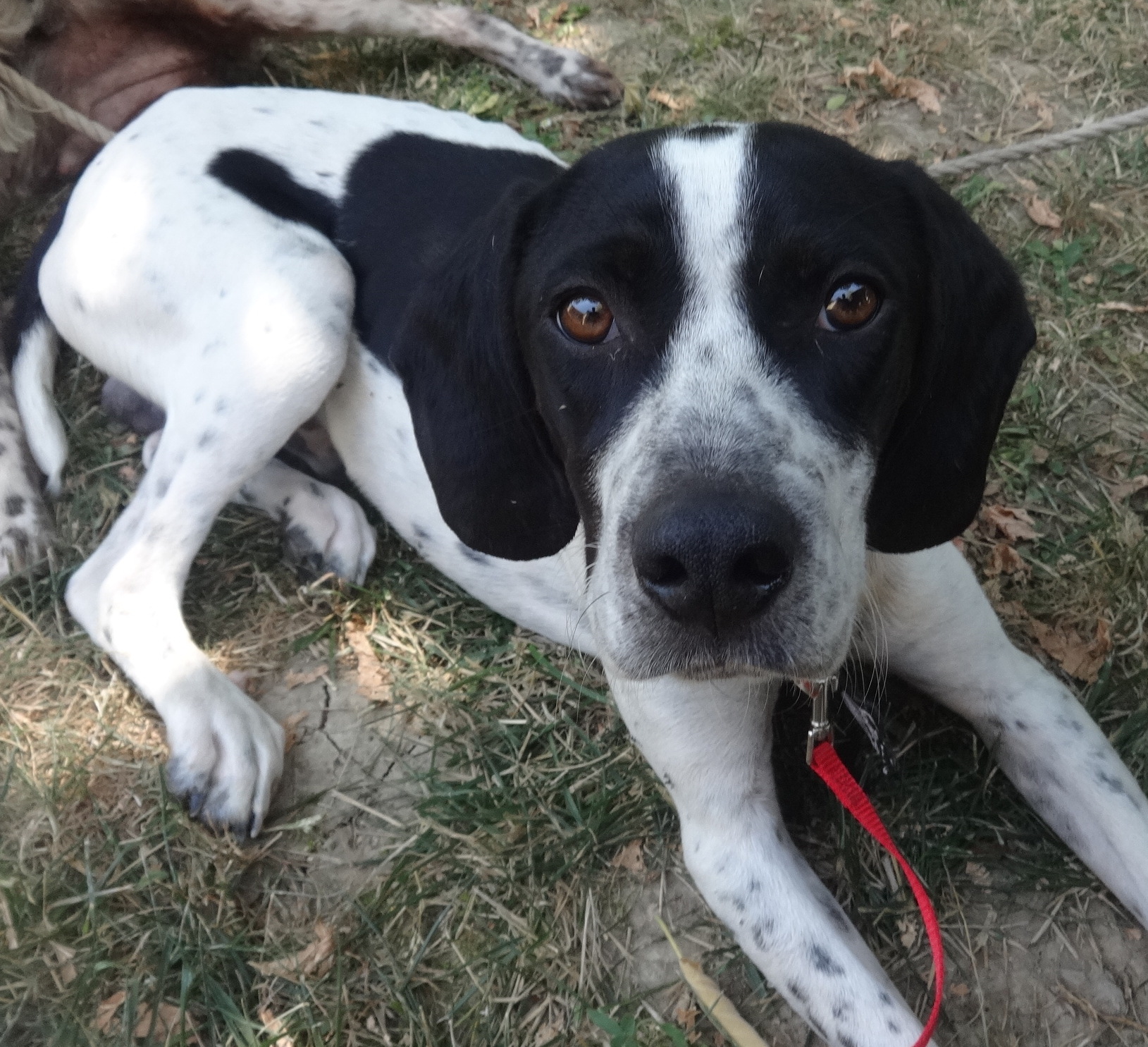 Robin – Dog Adoption France – PoorPaws