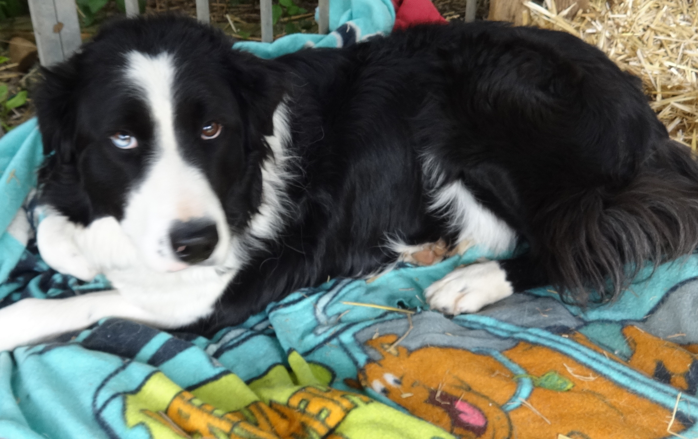 Olga – Dog Adoption France – PoorPaws