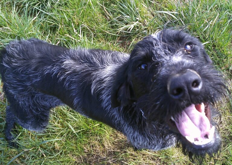 Adoptions – Dog Adoption France – PoorPaws