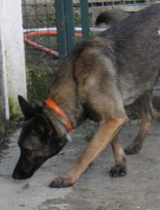 Adoptions – Dog Adoption France – PoorPaws